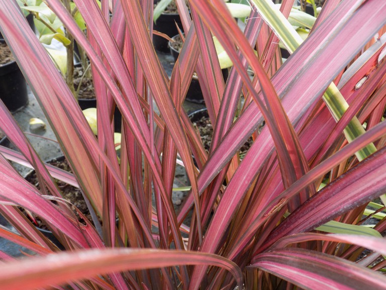 phormium-evening-glow - Shallowmead