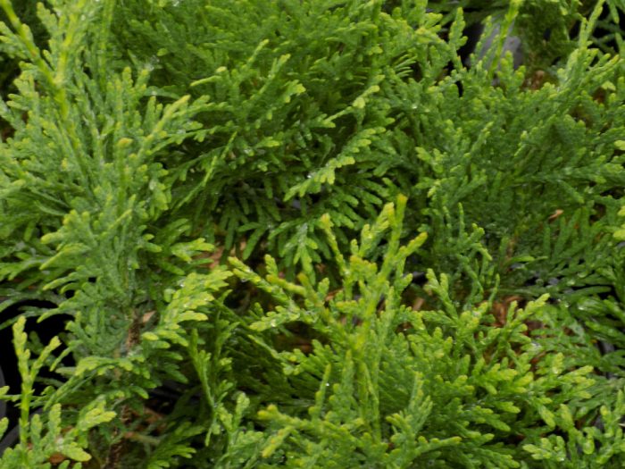 Thuja occ - Shallowmead Nursery