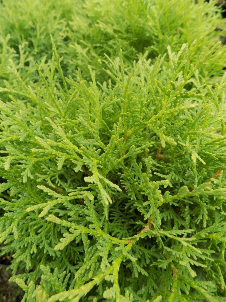 Thuja occ Tiny Tim - Shallowmead Nursery