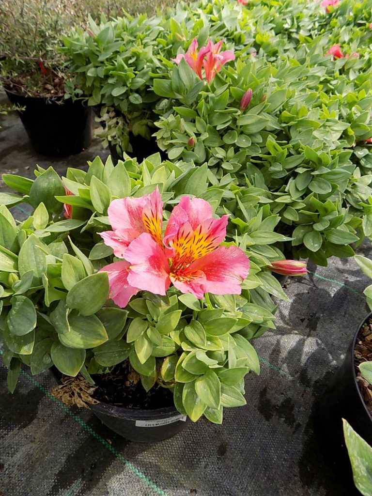 Alstromeria Little Miss Rosalind - Shallowmead Garden Centre