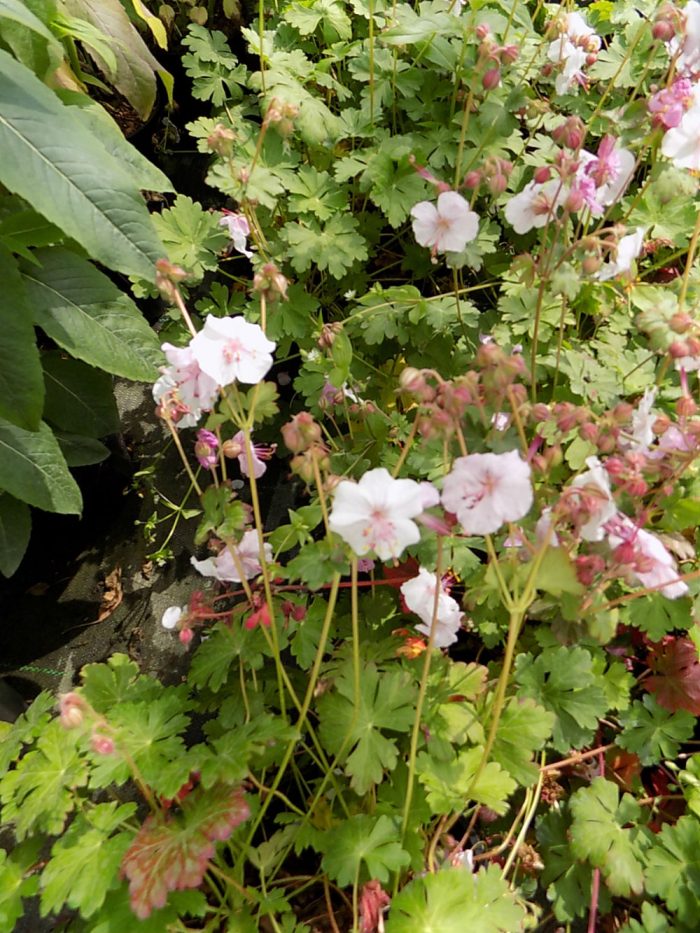 Geranium Biokovo - Shallowmead Nursery