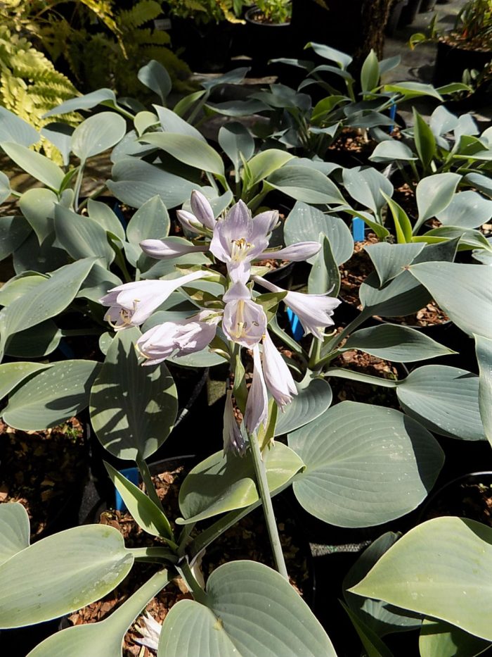 Hosta Canadian Blue - Shallowmead