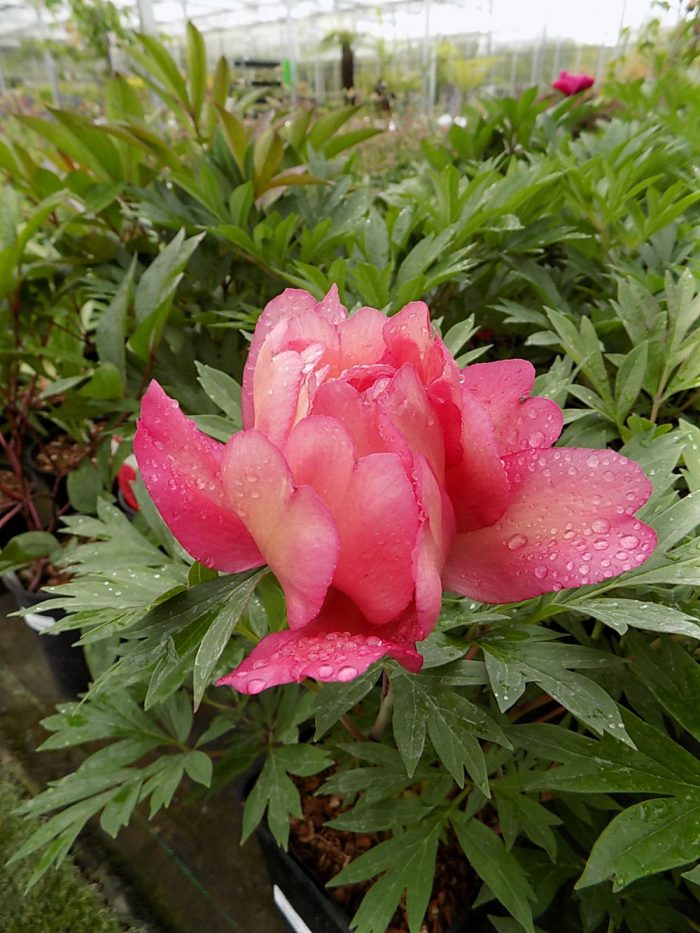 Paeonia Julia Rose - Shallowmead Nursery