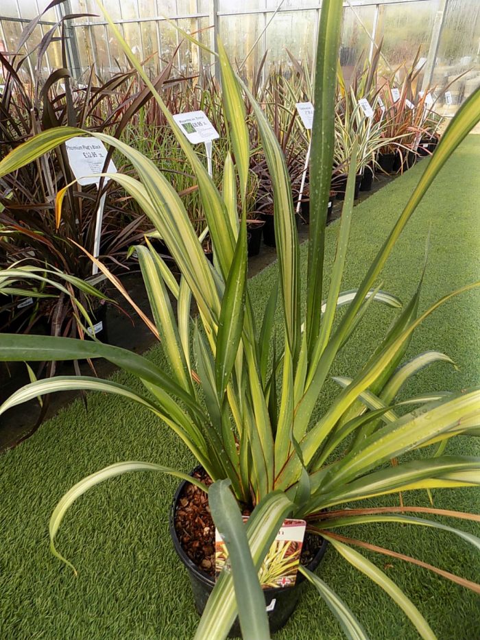 Phormium Yellow Wave - Shallowmead Garden Centre