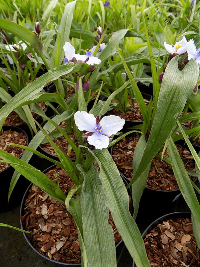 Tradescantia Merlot Clusters - Shallowmead Nursery