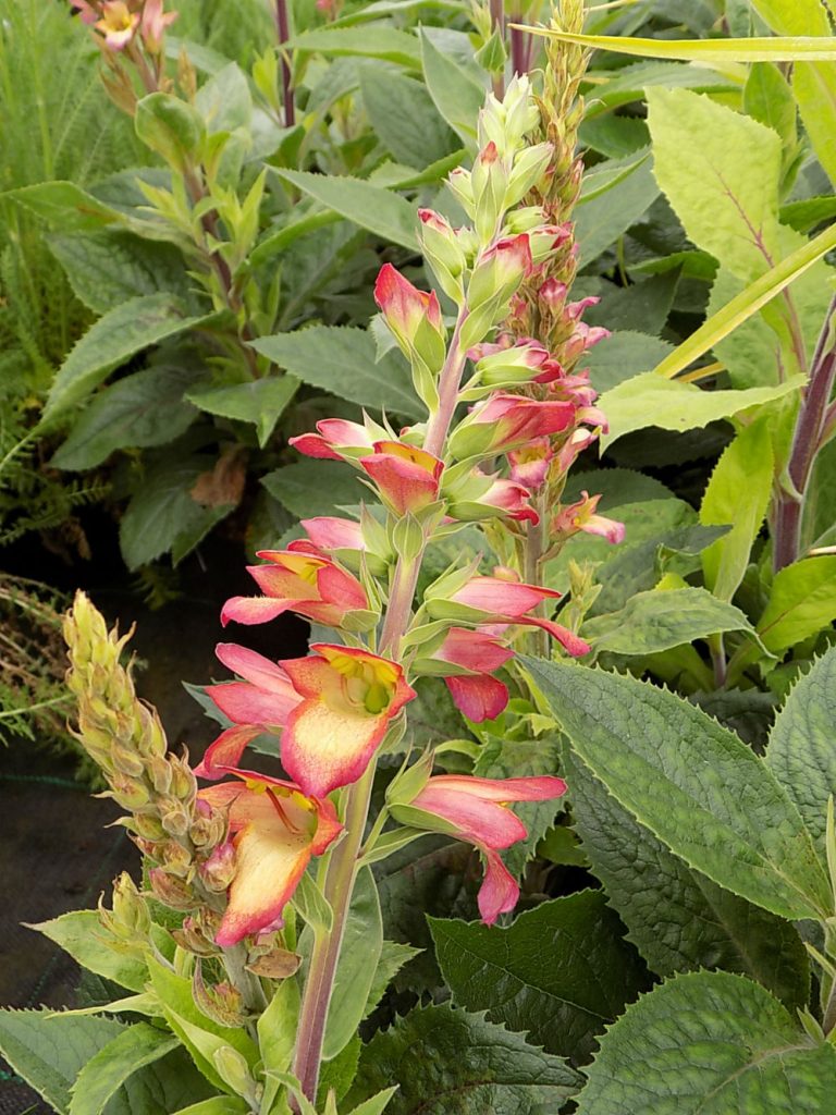Digitalis illumination Flame - Shallowmead