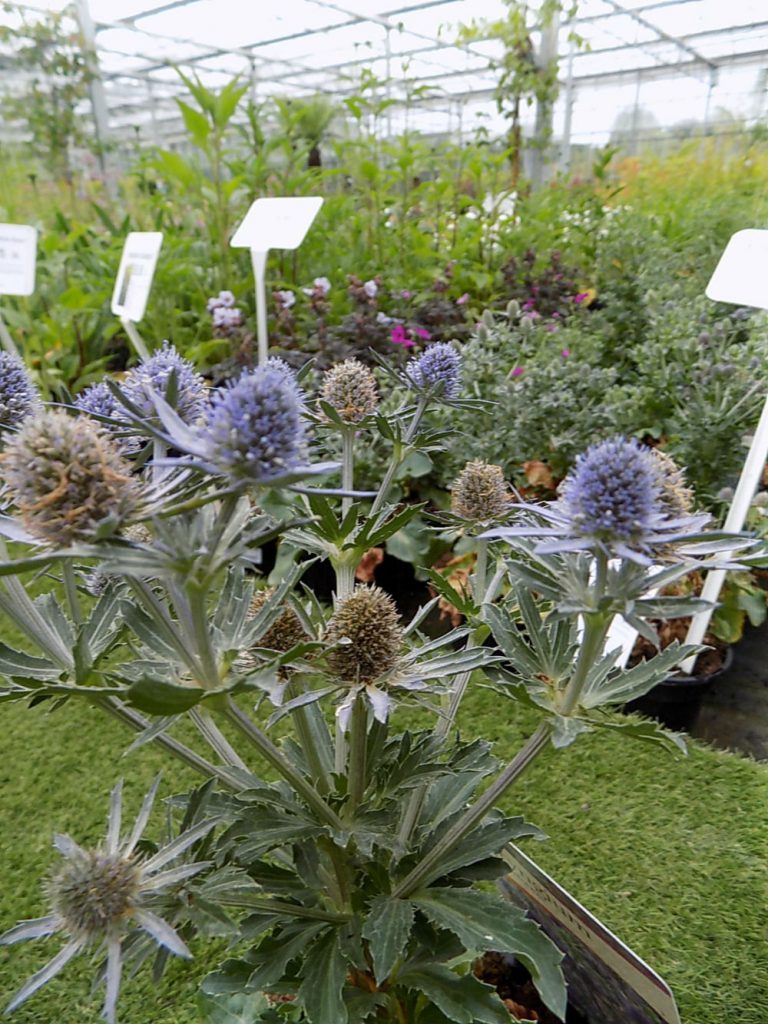 Eryngium blue hobbit - Shallowmead Nursery