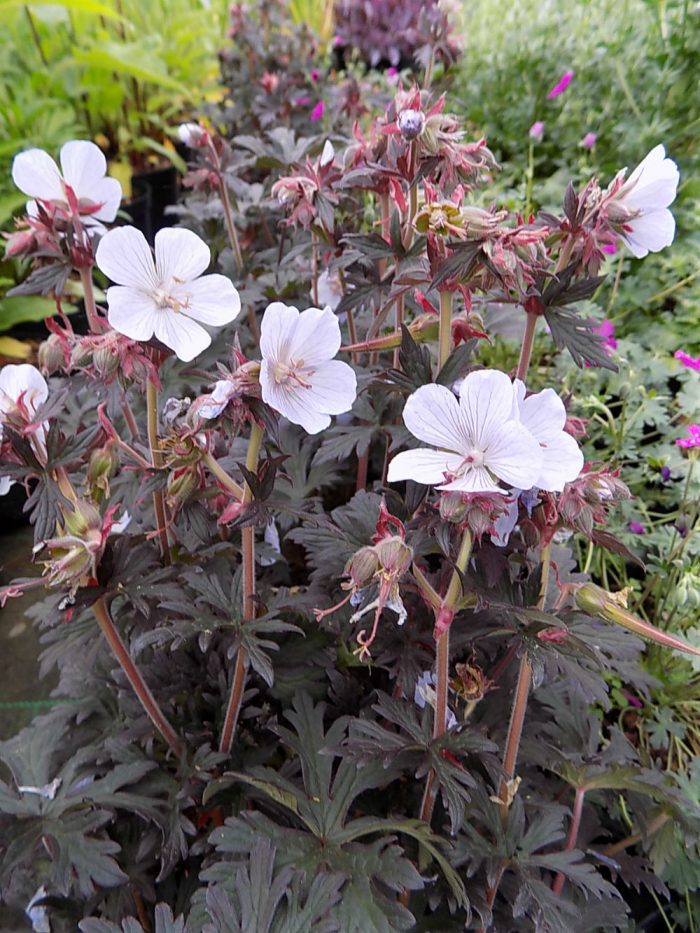 Geranium Purple Ghost - Shallowmead Nursery