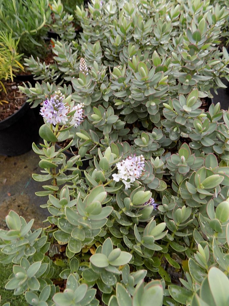 Hebe red Edge - Shallowmead Garden Centre