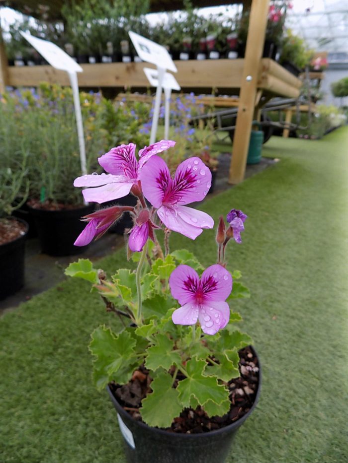 Pelargonium Cola Bottles - Shallowmead Garden Centre