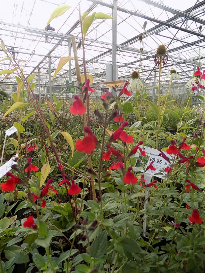 Salvia Wine & Roses - Shallowmead